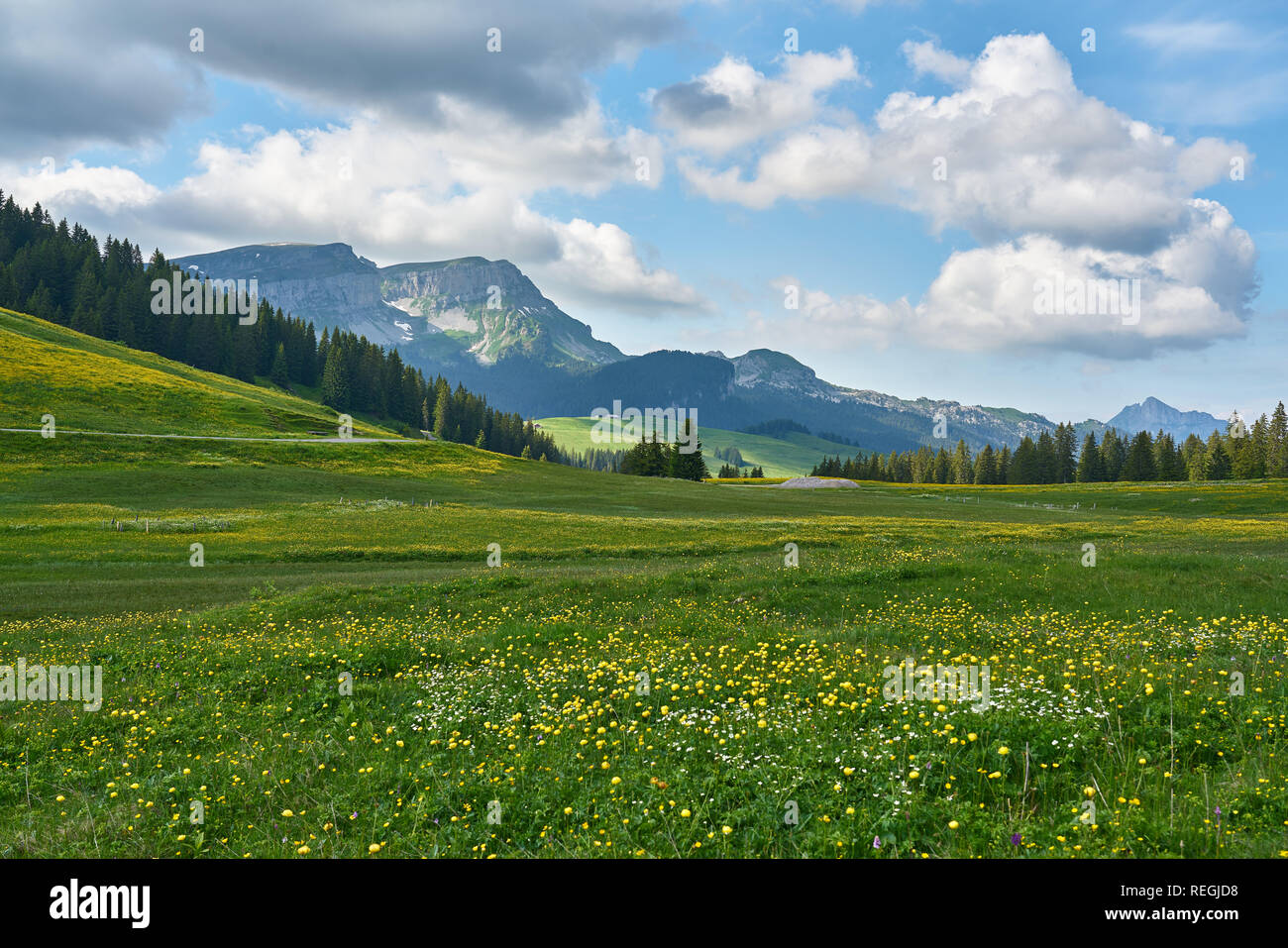 Alpine meadow paradise near hi-res stock photography and images - Alamy