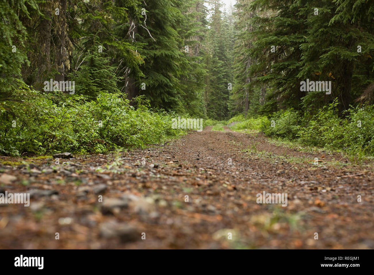 Dirt road through woods hi-res stock photography and images - Alamy