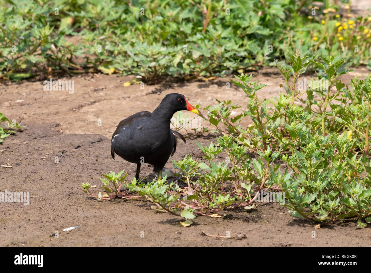 Common Moorhen Gallinula chloropus Stock Photo - Alamy