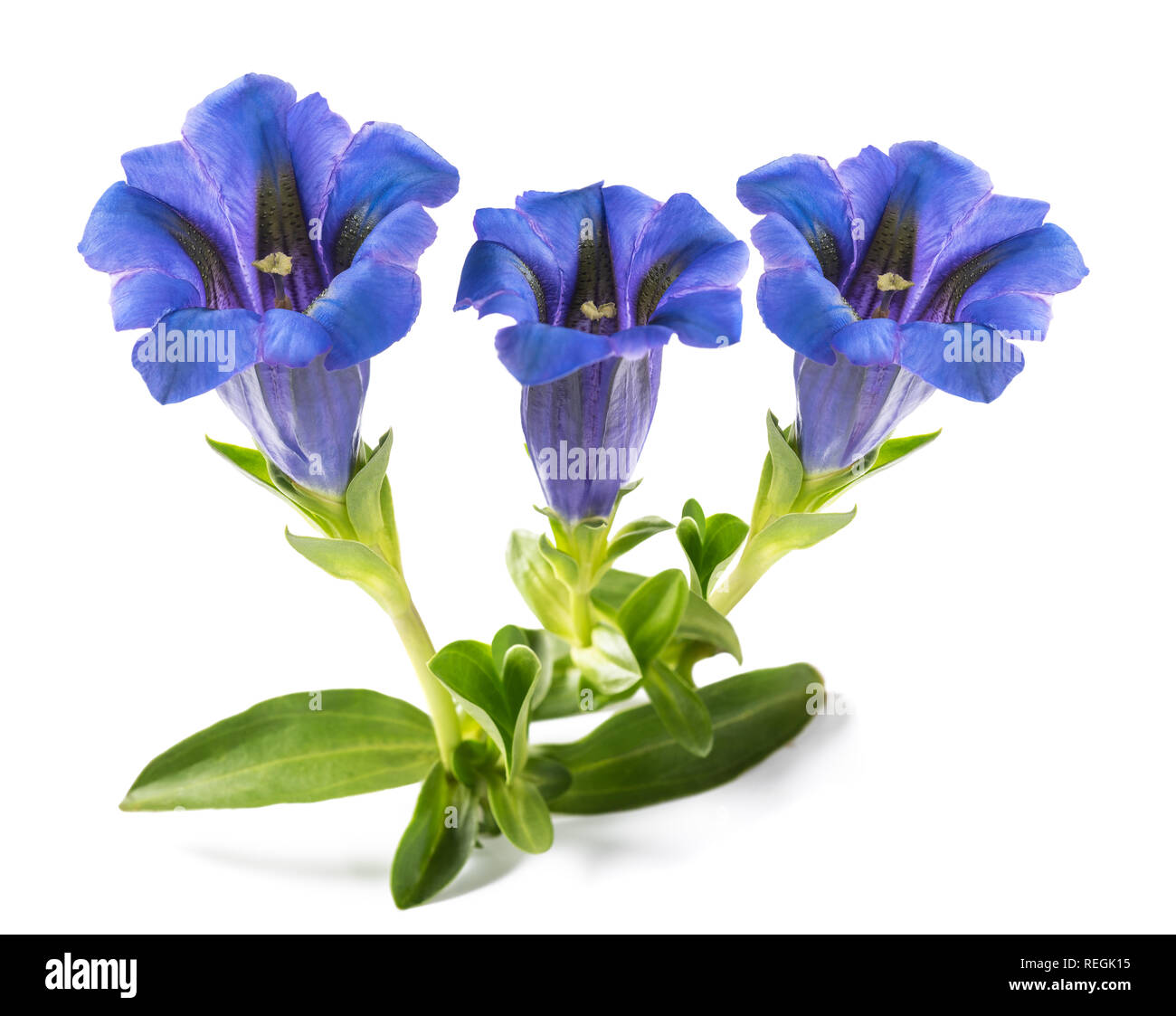 What Is A Gentian Flower at Chloe Dunbar blog