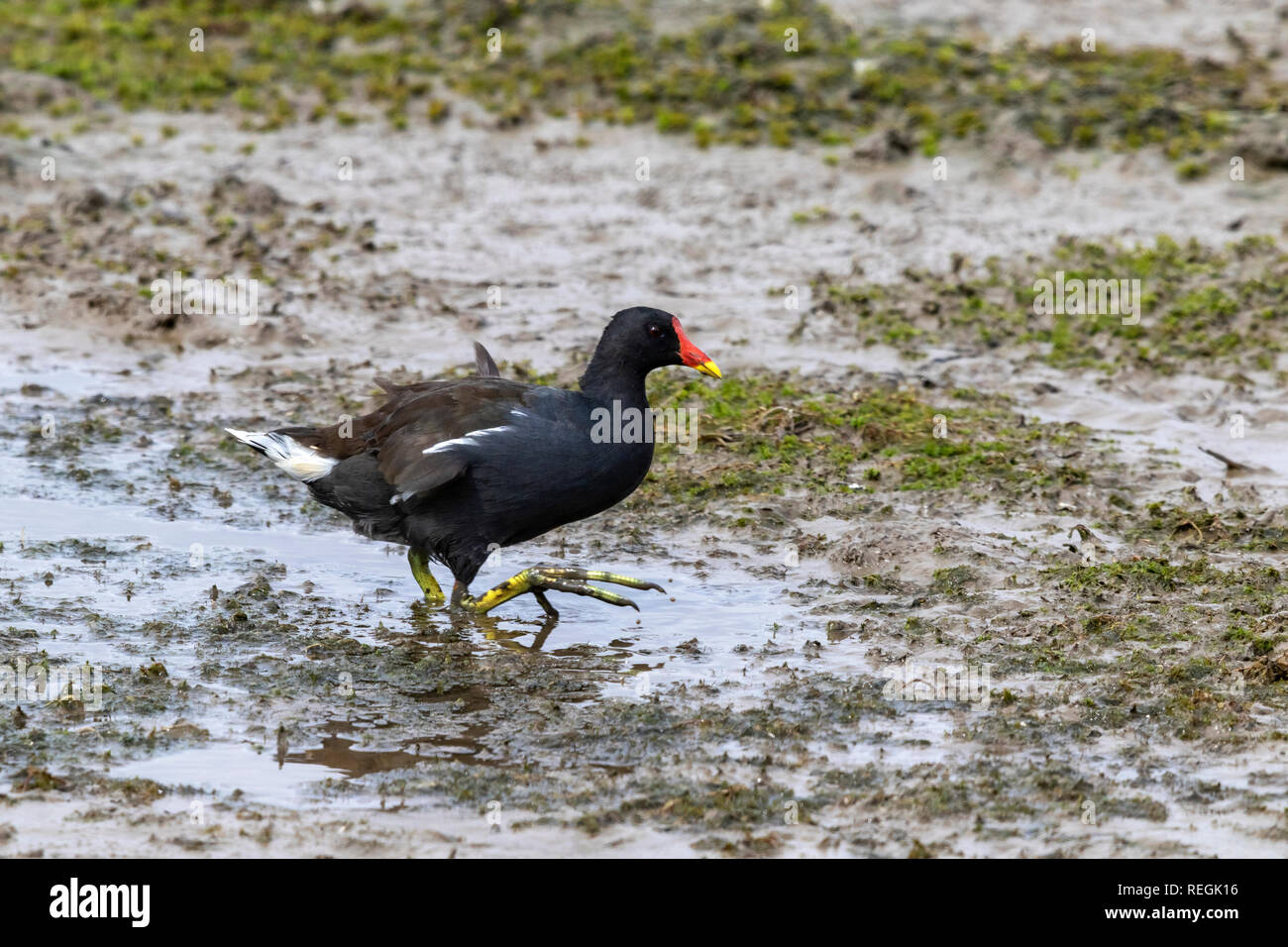 Common Moorhen Gallinula chloropus Stock Photo - Alamy