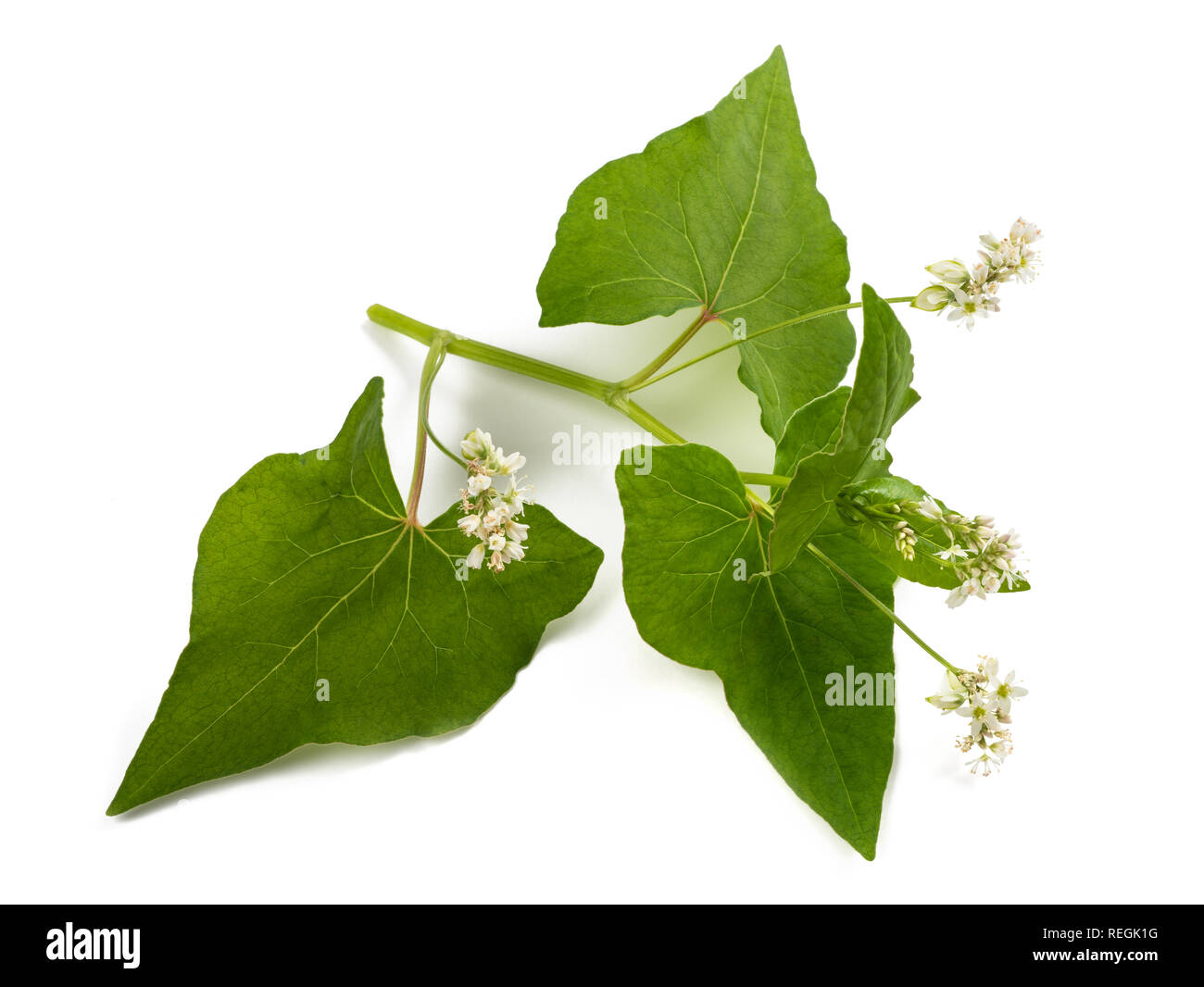 Buckwheat flowers isolated on white background Stock Photo - Alamy