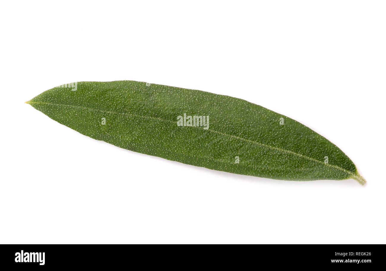 Fresh olive leaf isolated on white background Stock Photo - Alamy