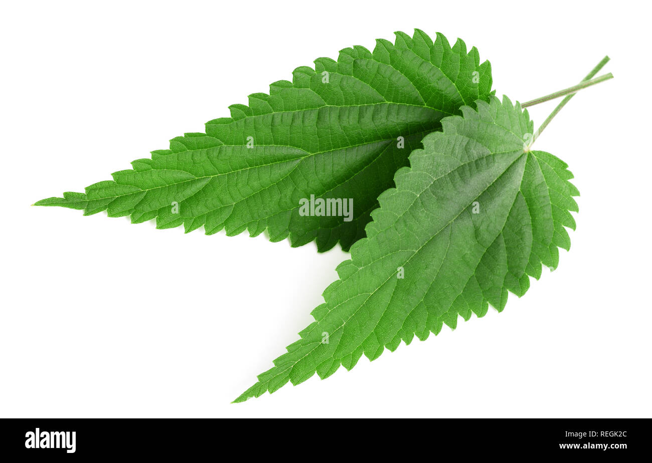 Nettle leaves hi-res stock photography and images - Alamy