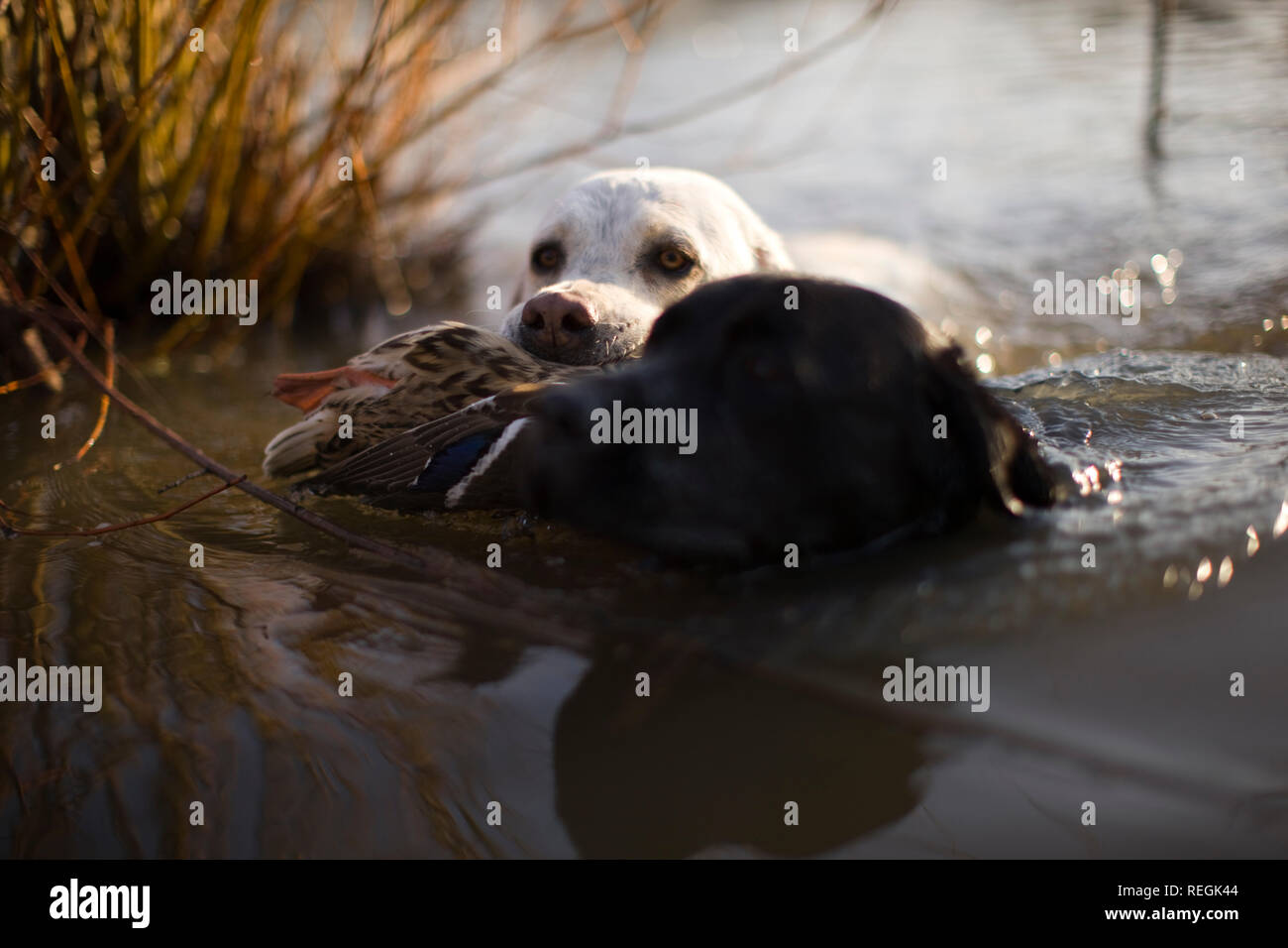 Killer duck hi-res stock photography and images - Alamy