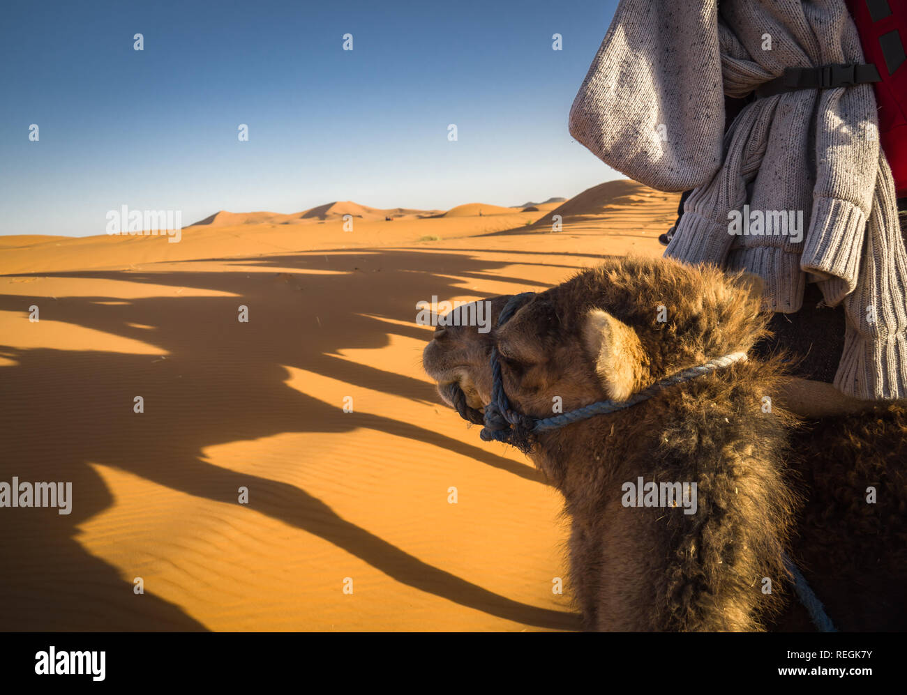 Dromader camel hi-res stock photography and images - Alamy