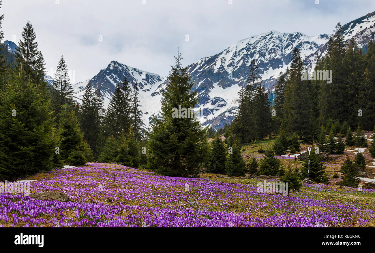Beautiful spring landscape hi-res stock photography and images - Alamy