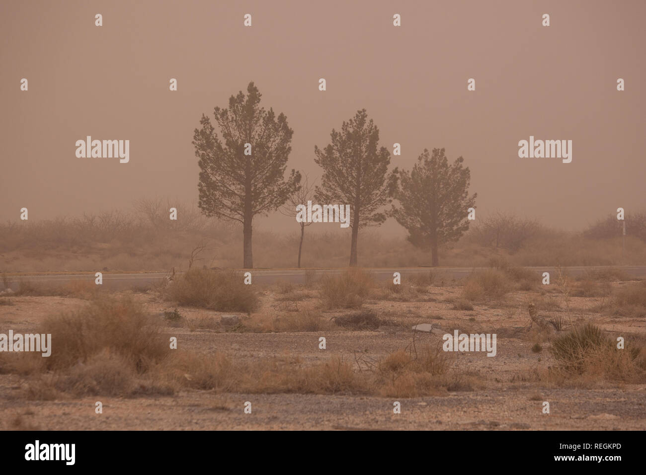 Low visibility in a dust storm in southern New Mexico Stock Photo - Alamy