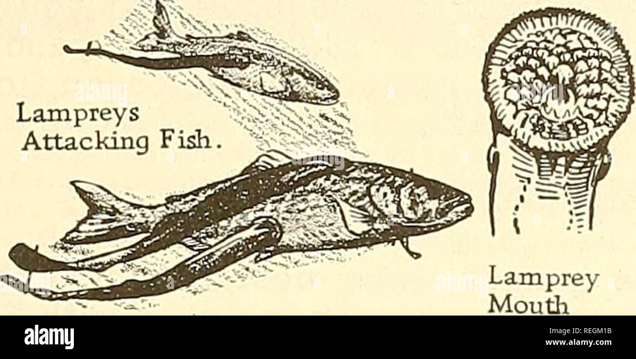 Lamprey External Anatomy