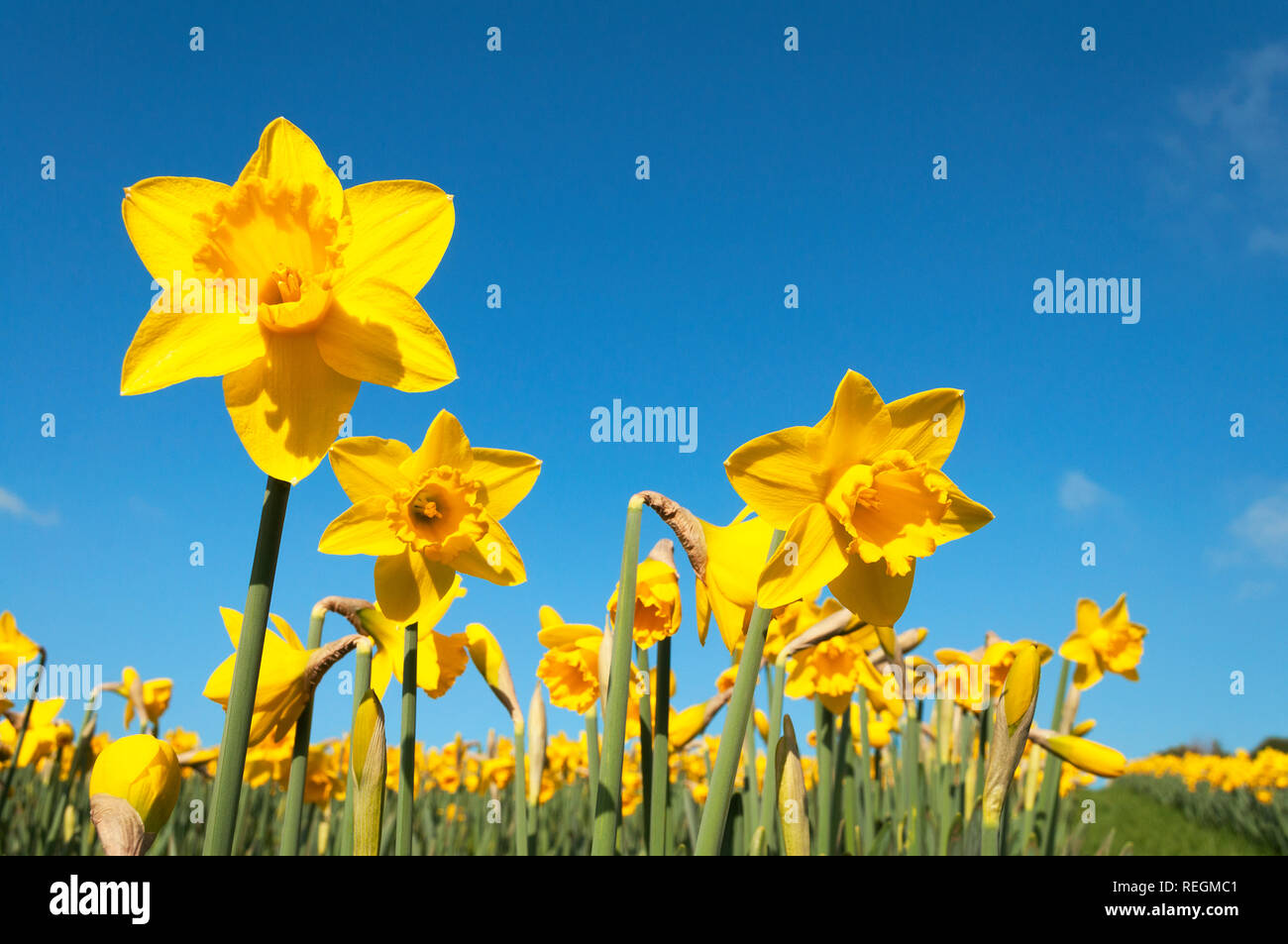 daffodils flowering in spring sunshine Stock Photo - Alamy