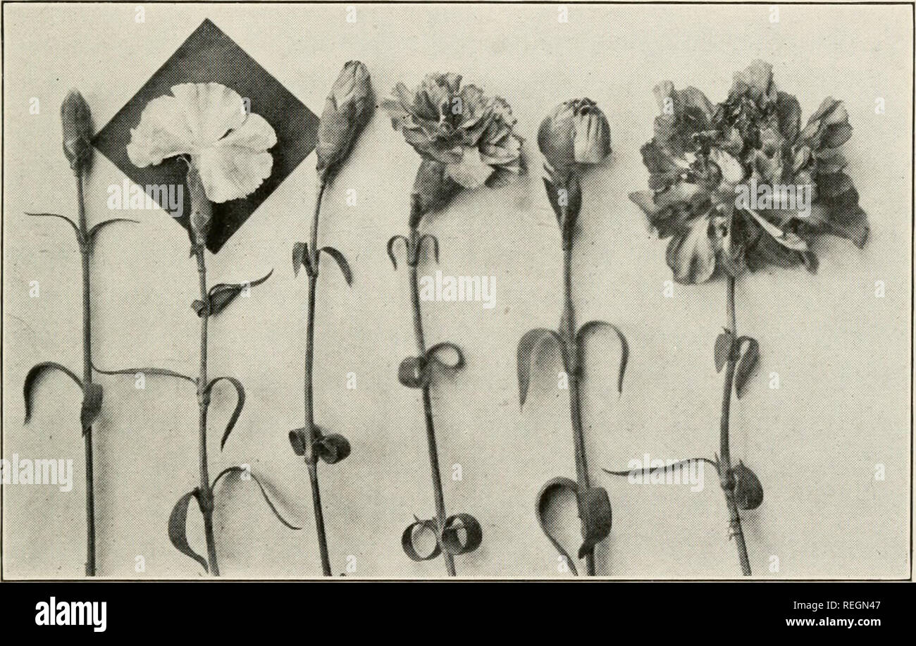 Double headed rose hi-res stock photography and images - Alamy