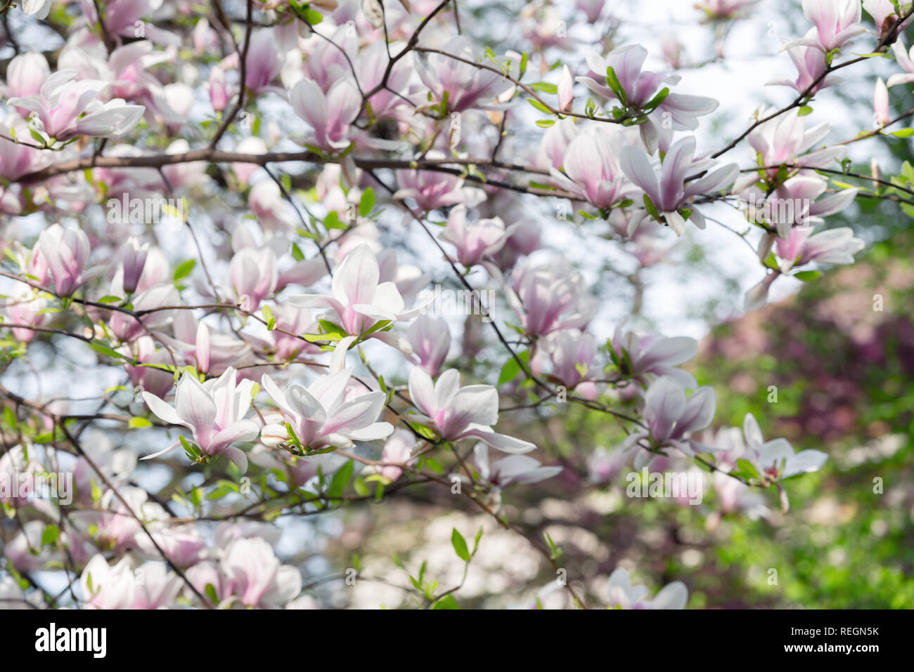 Pink flowers background hi-res stock photography and images - Alamy
