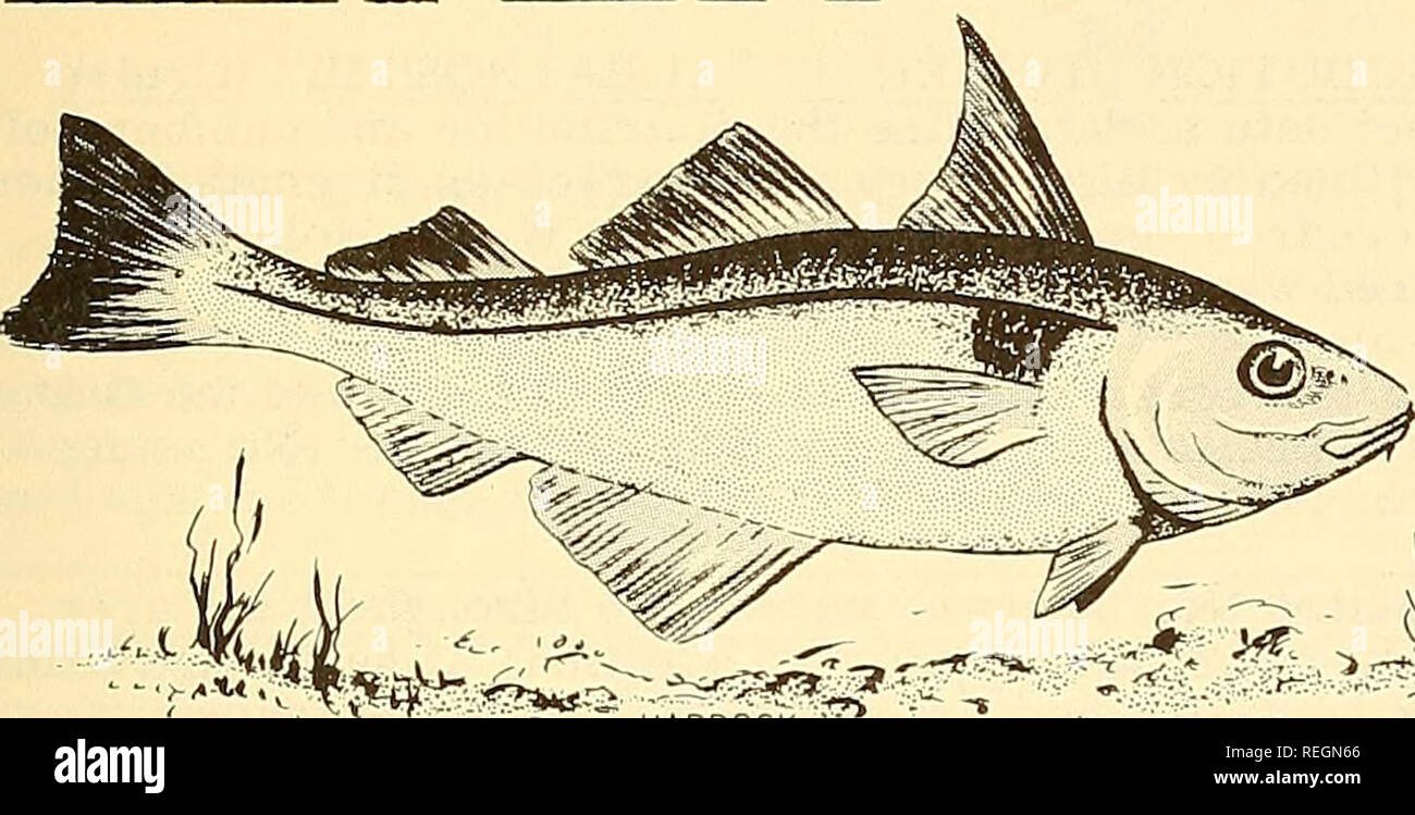 Atlantic menhaden hi-res stock photography and images - Alamy