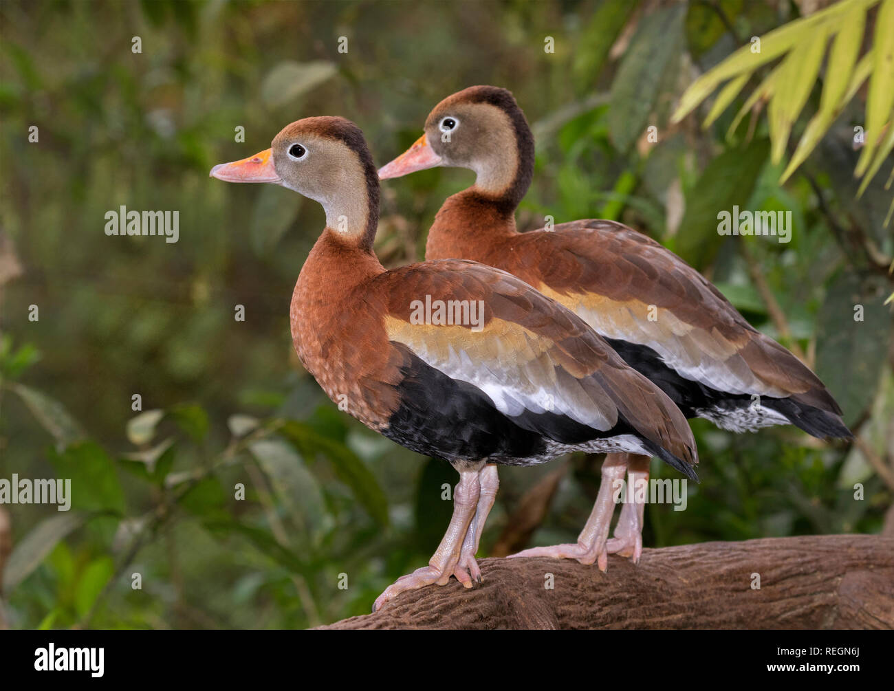 Couple of black-bellied whistling ducks (Dendrocygna autumnalis) close ...