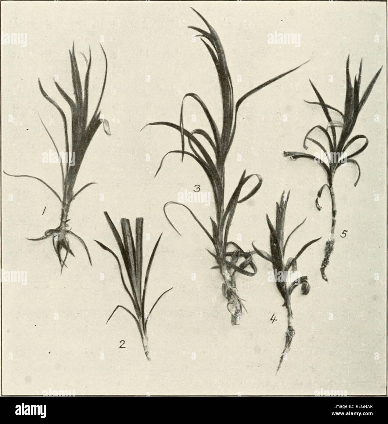 Heel cuttings hi-res stock photography and images - Alamy