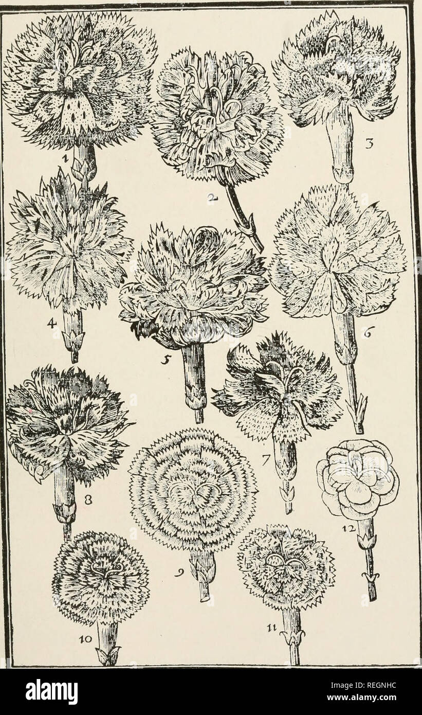 . Commercial carnation culture; a practical guide to modern methods of ...