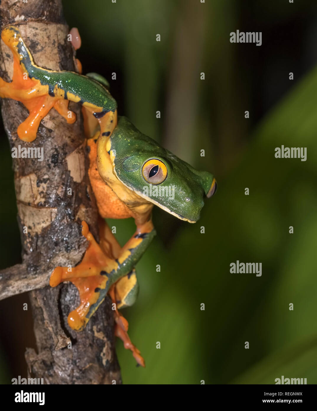 Super tiger-leg monkey tree frog (Phyllomedusa tomopterna) climbing ...