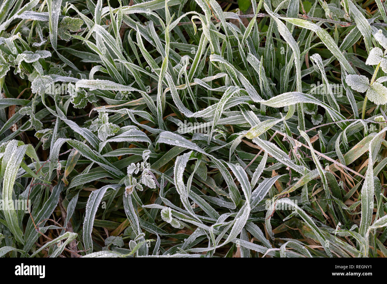 Frozen grass patch hi-res stock photography and images - Alamy