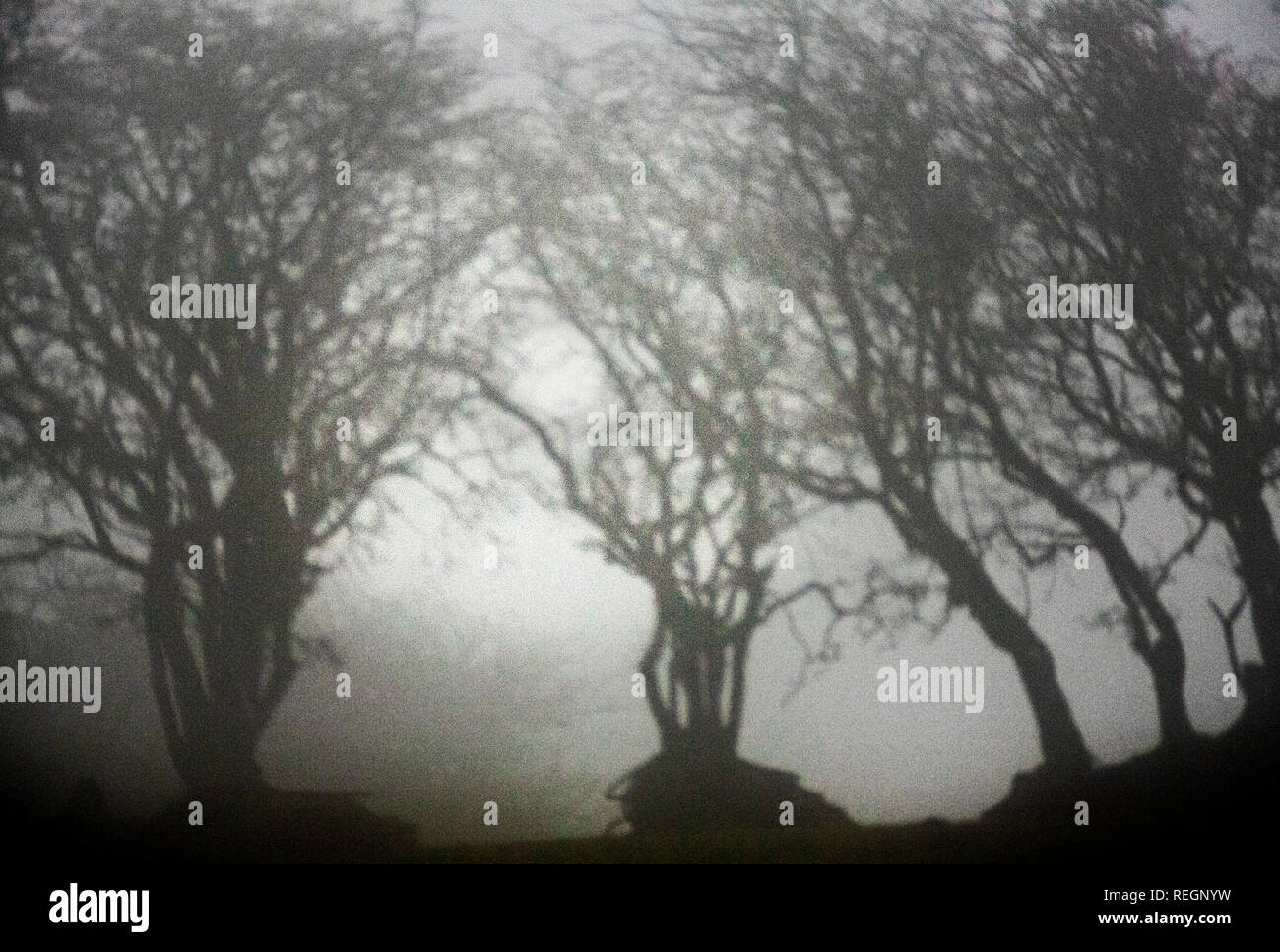 trees in fog silhouetted against a low sun on bodmin moor cornwall UK ...