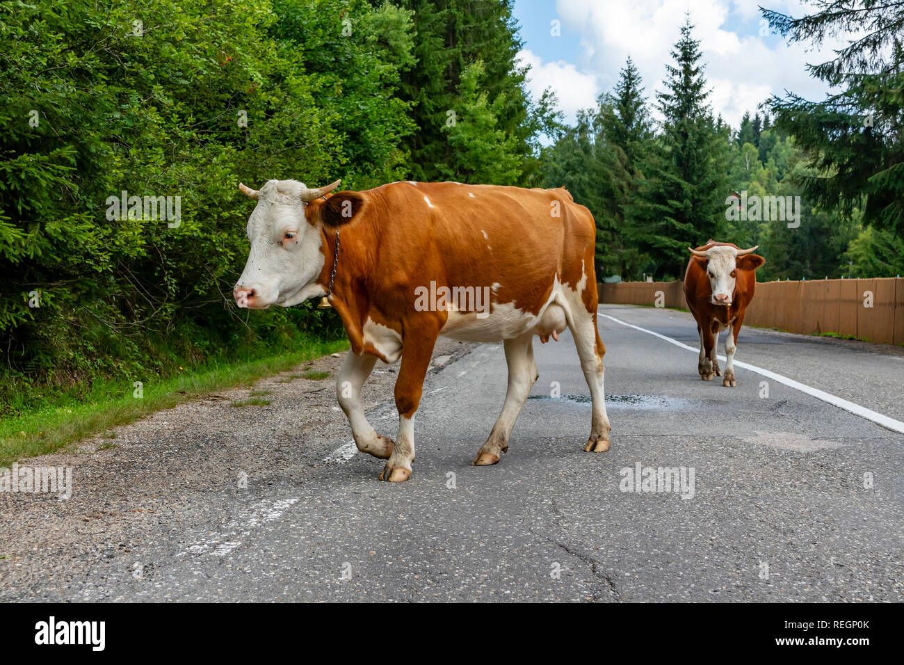 Unattended farm animals hi-res stock photography and images - Alamy