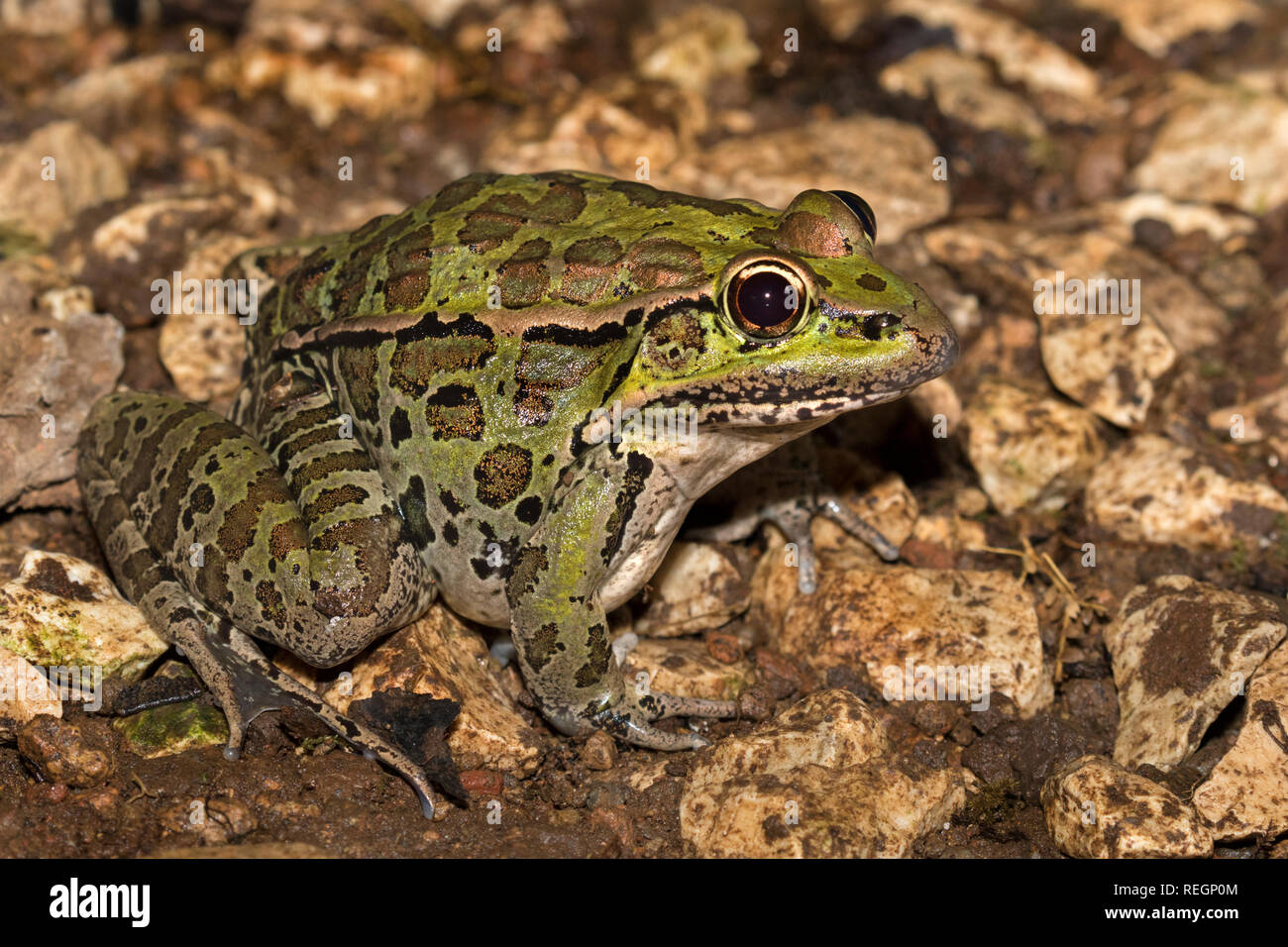 Leptodactylus sp. in rainforest, Costa Rica Stock Photo - Alamy
