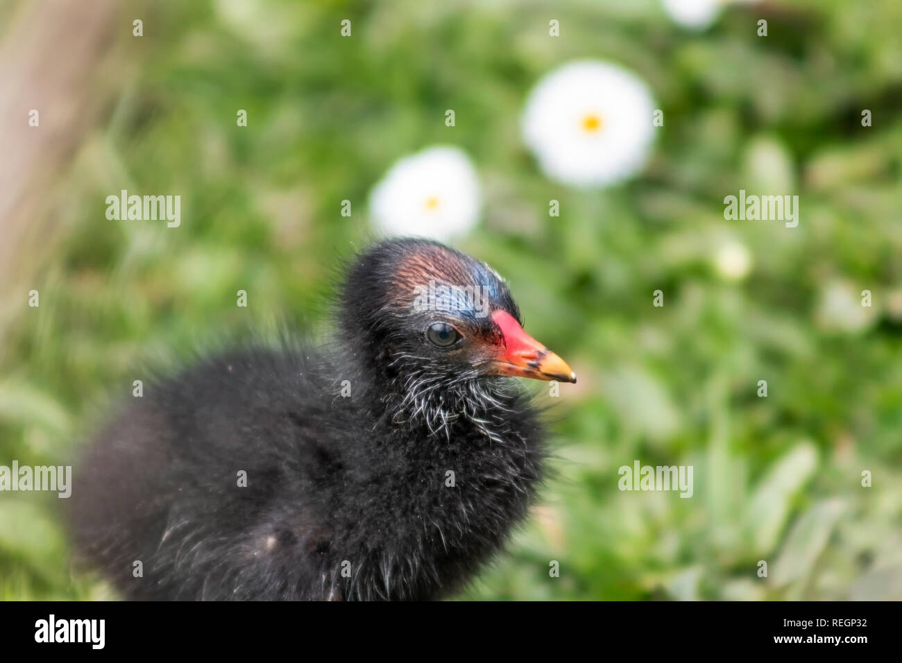 Colourful moorhen hi-res stock photography and images - Alamy