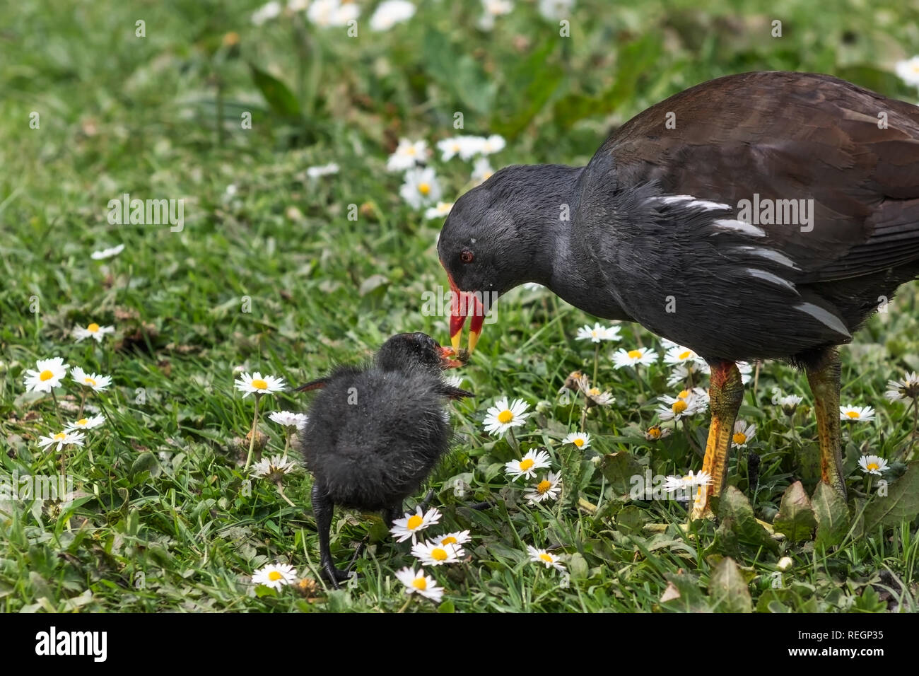 Moorhen baby hi-res stock photography and images - Alamy