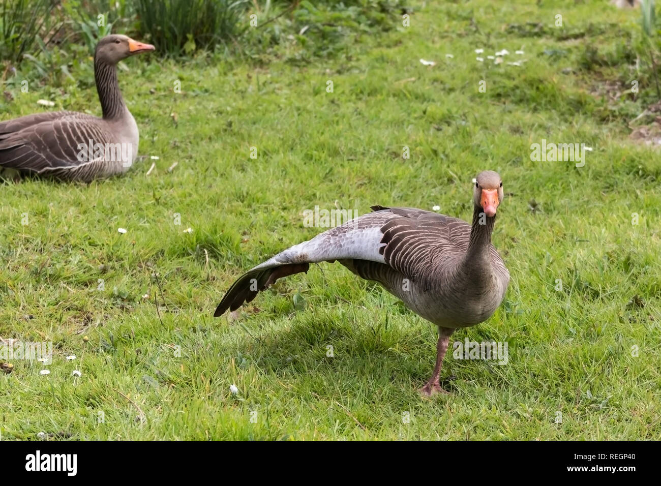 Funny yoga pose hi-res stock photography and images - Alamy