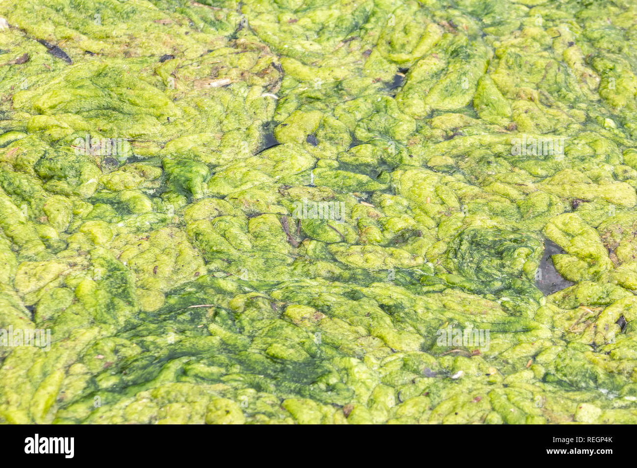 Green algae growing on a pond Stock Photo - Alamy