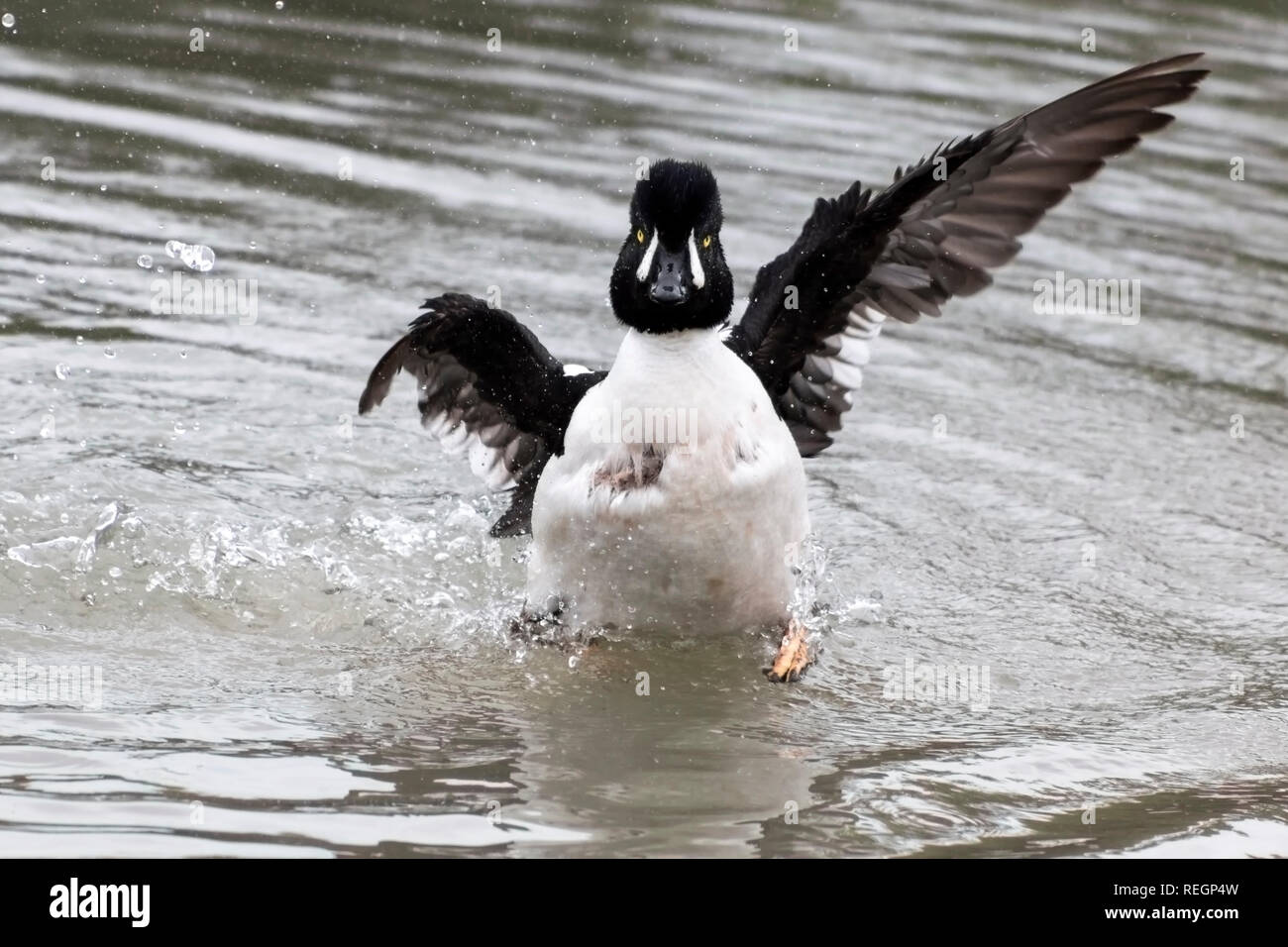 Male tufted duck stretching its wings and splashing in the water Stock ...