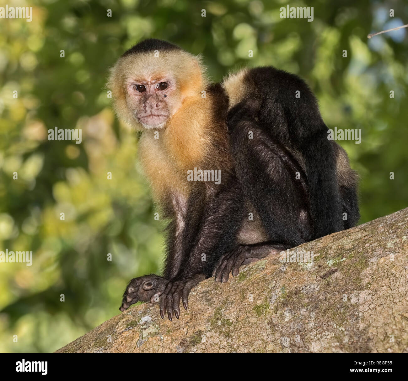 Costa rica capuchin up close hi-res stock photography and images - Alamy