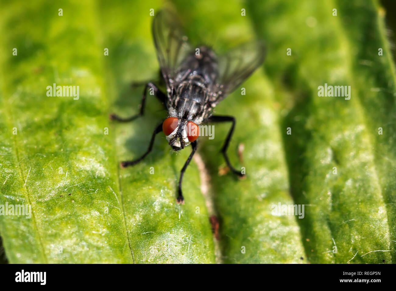 Camera flies hi-res stock photography and images - Alamy