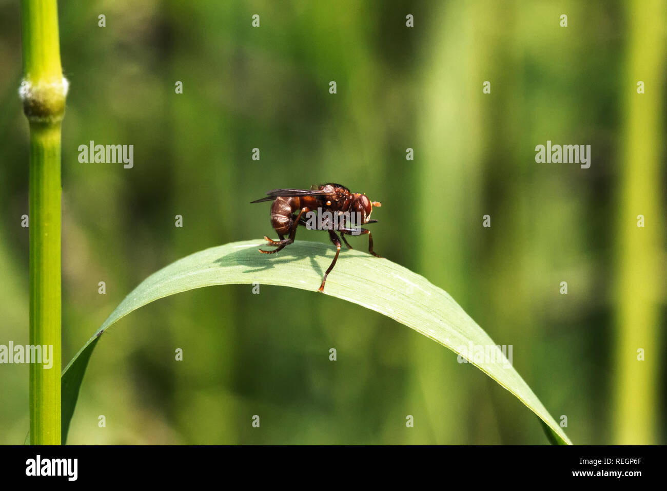 Digger wasp uk hi-res stock photography and images - Alamy
