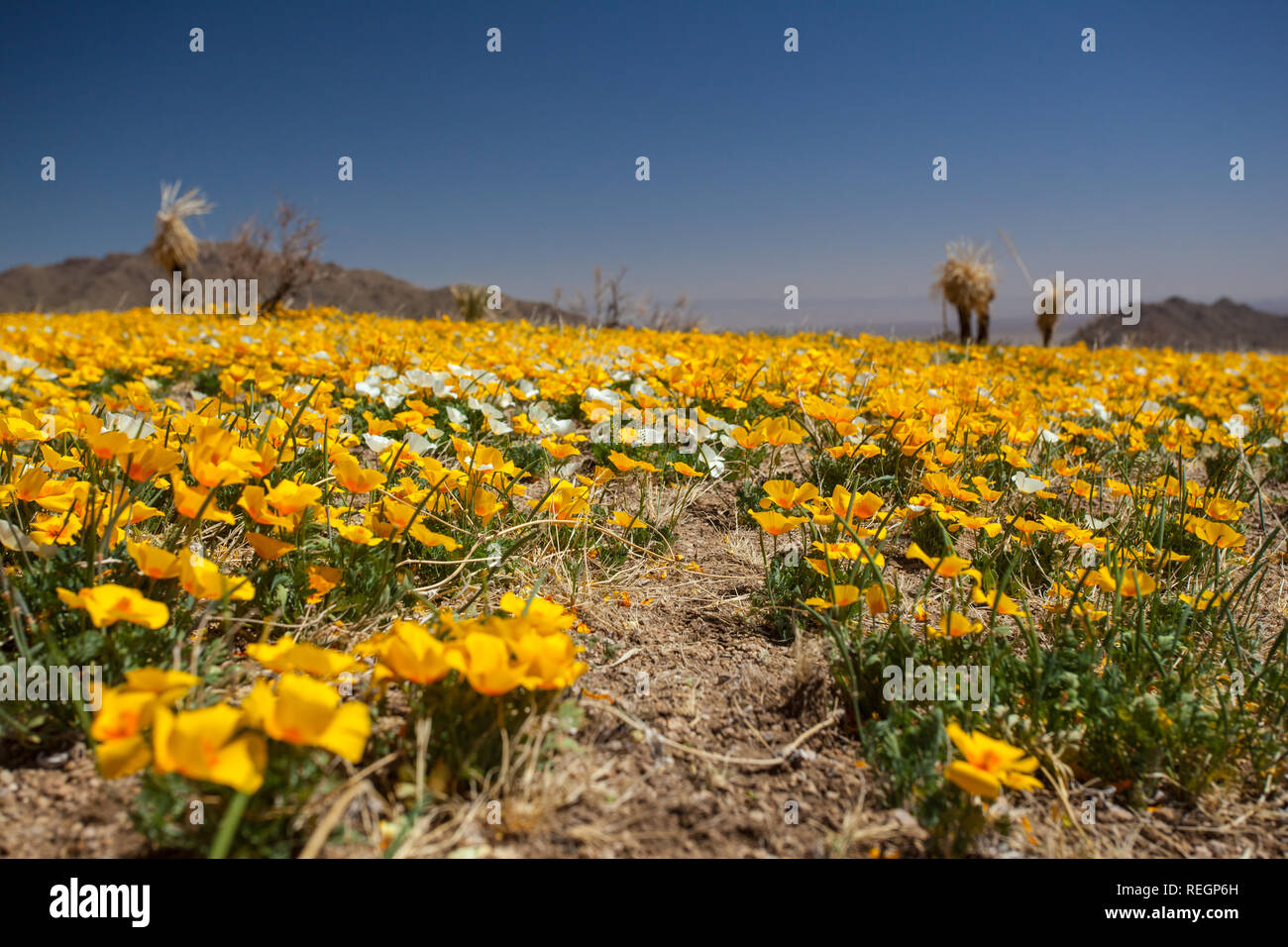 A thick carpet of white and yellow poppies in the desert outside Las ...