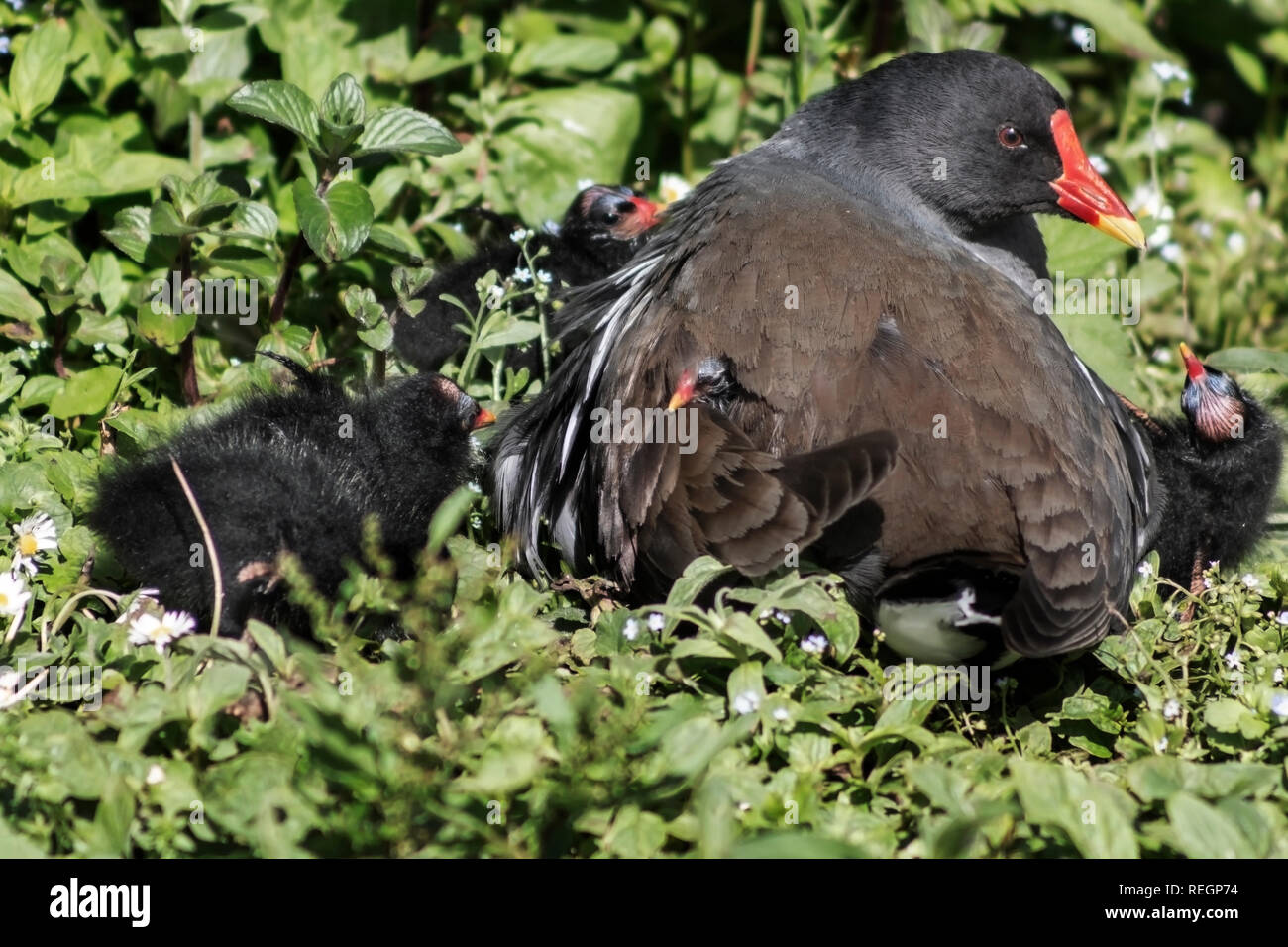 Young moorhen hi-res stock photography and images - Alamy