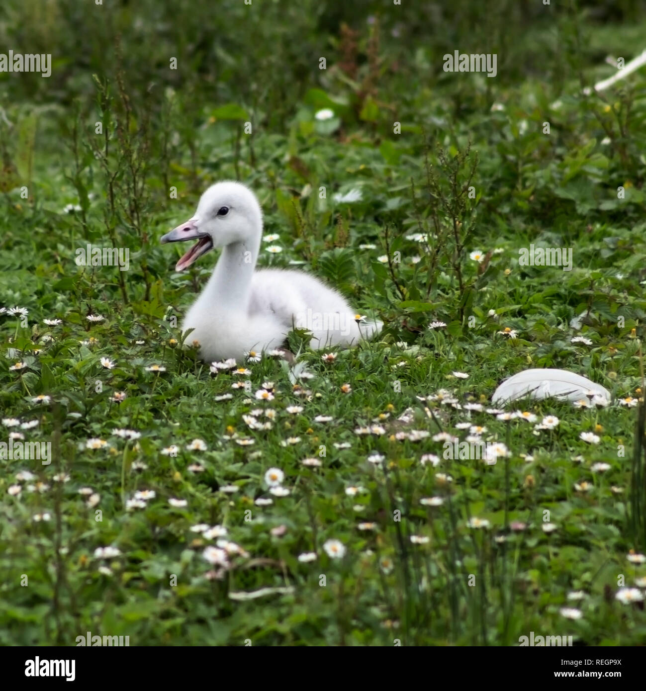 Swan habitat image bird hi-res stock photography and images - Alamy