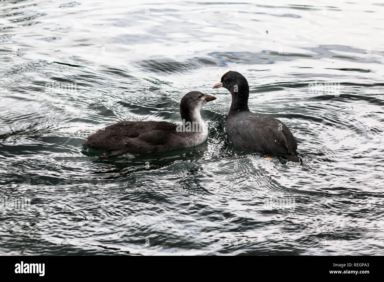 Coot and its baby Stock Photo - Alamy