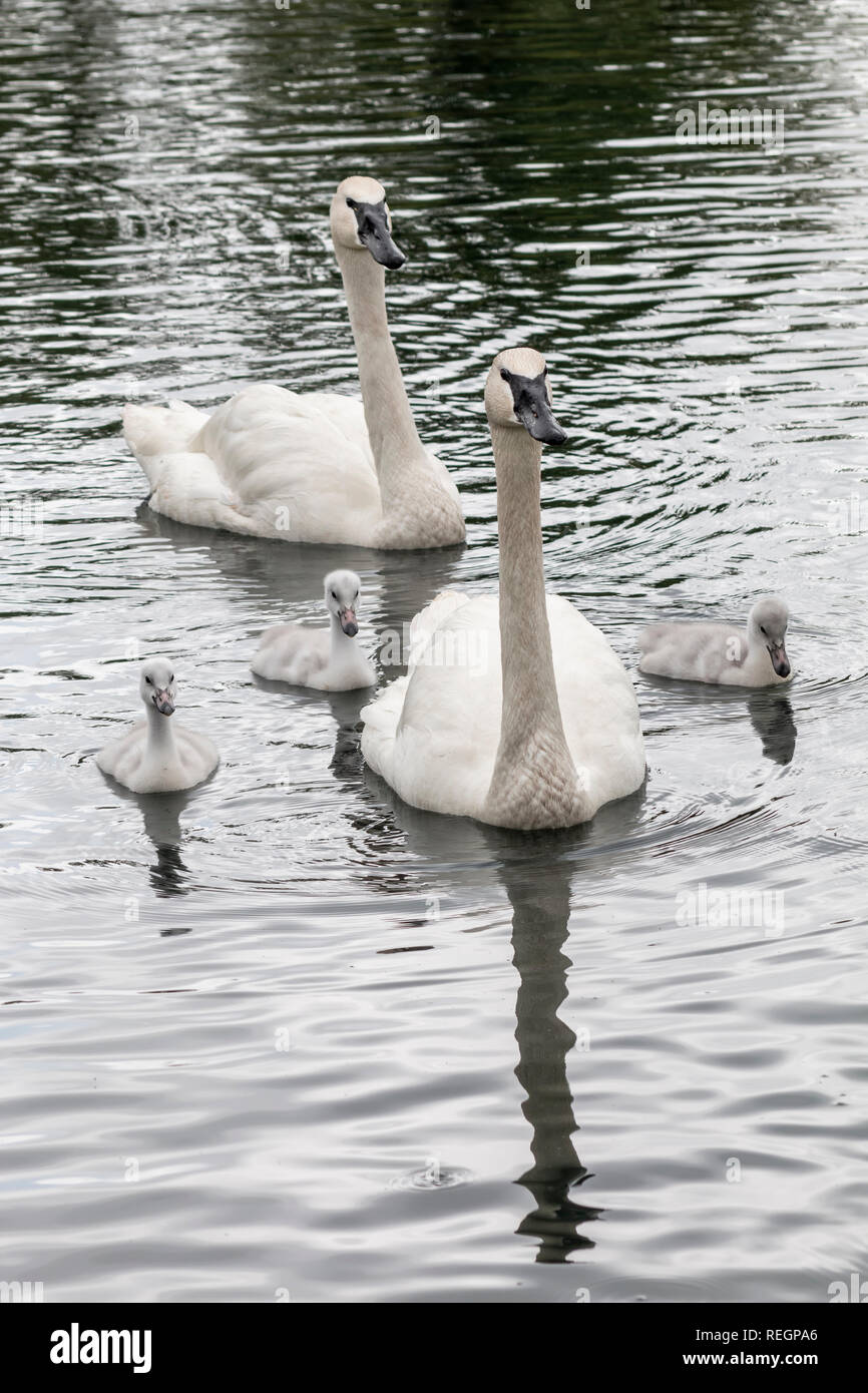 Three young swans hi-res stock photography and images - Alamy