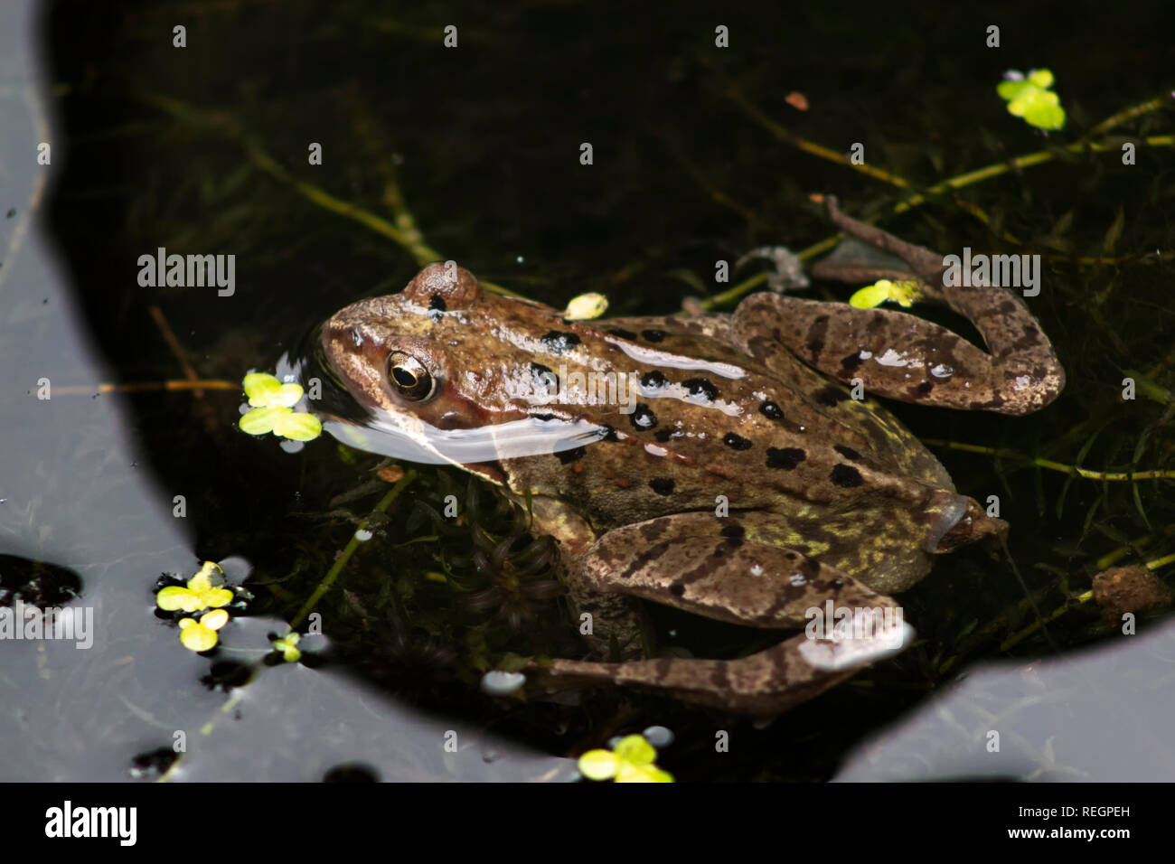 toad having a poop in a pond Stock Photo - Alamy