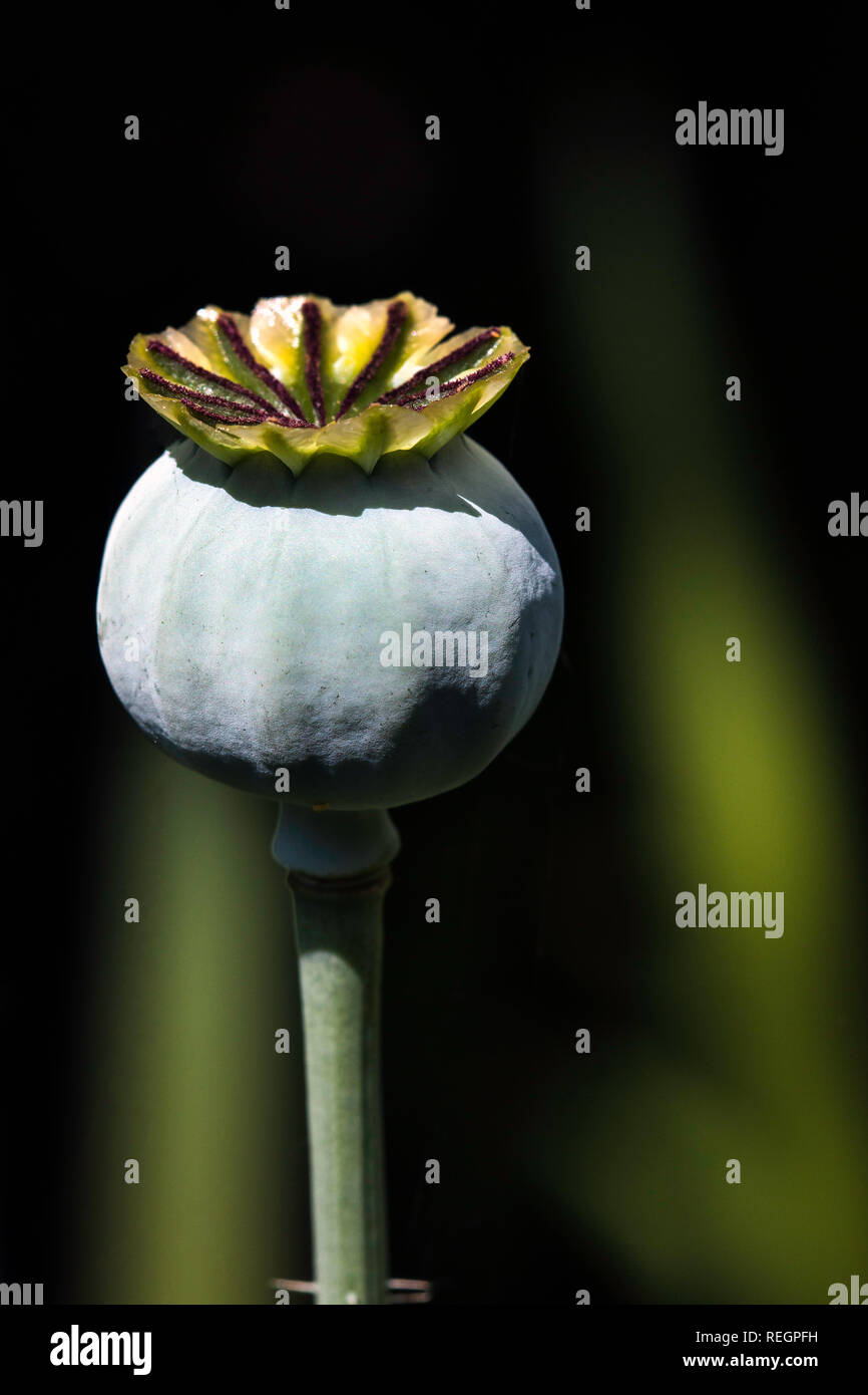 Seed head poppy hi-res stock photography and images - Alamy
