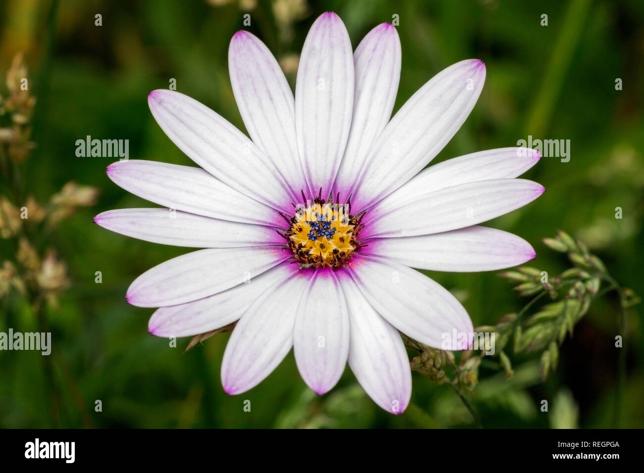 Large white daisy flowers hi-res stock photography and images - Alamy
