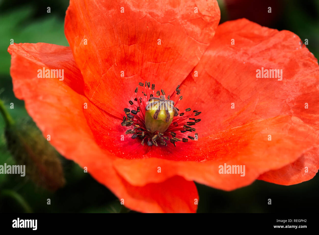 Flower symbolic hi-res stock photography and images - Alamy
