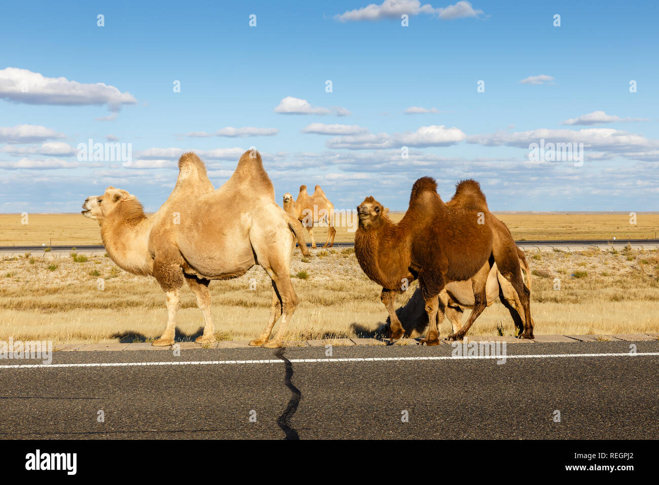 camel in the Gobi desert, Inner Mongolia, China Stock Photo - Alamy