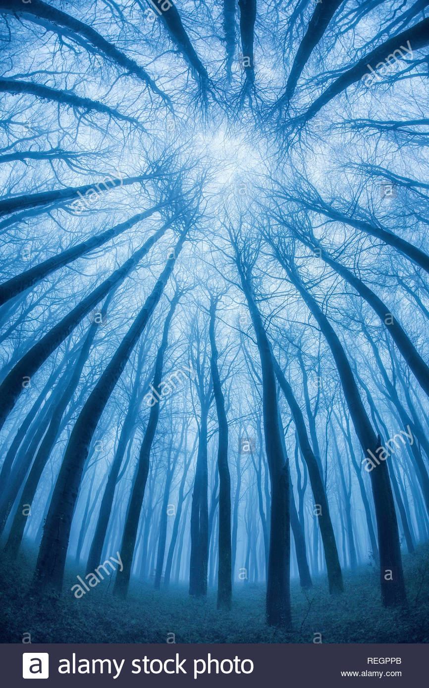 Canopy Of Deciduous Trees Stock Photos & Canopy Of Deciduous Trees ...