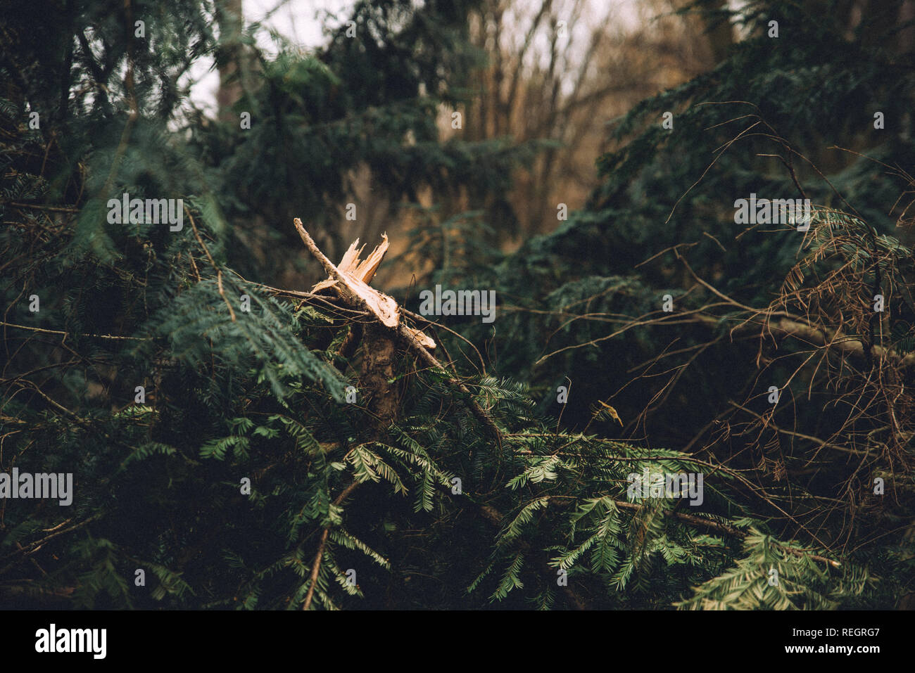 Fir woods hi-res stock photography and images - Alamy
