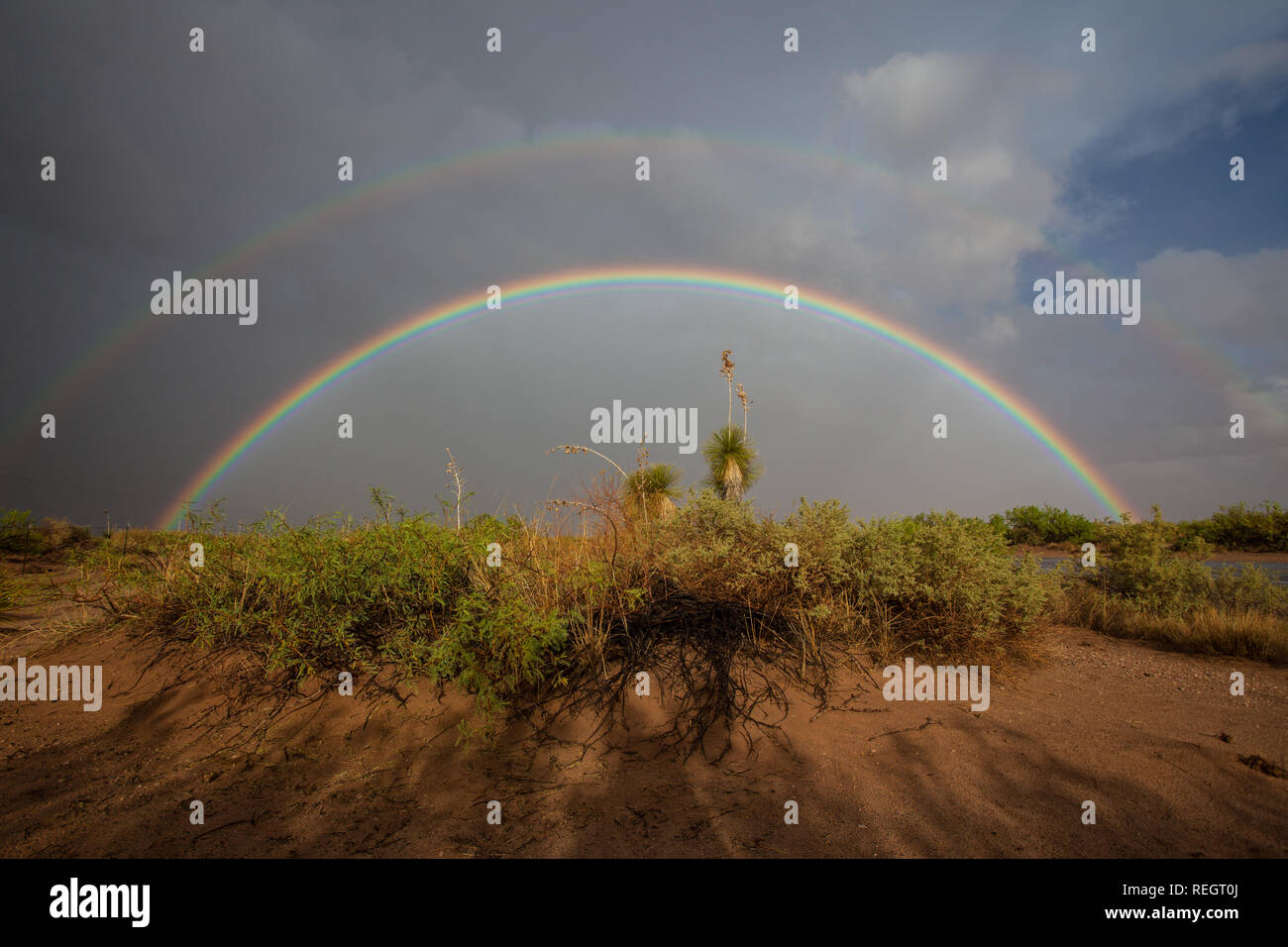 Double rainbow with supernumerary bands, over yucca plants in the ...