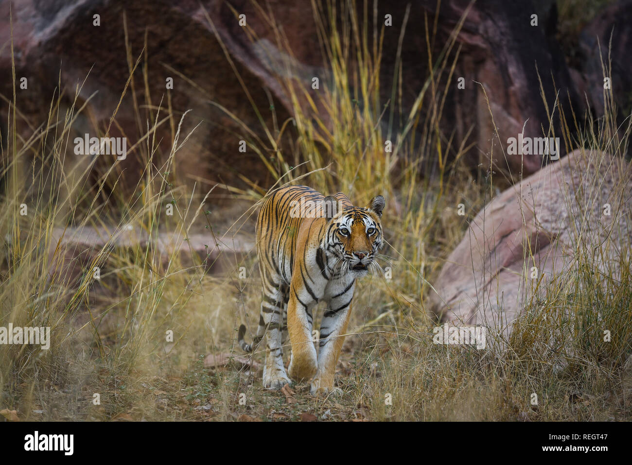 On a beautiful evening A future mother and pregnant tigress on ...