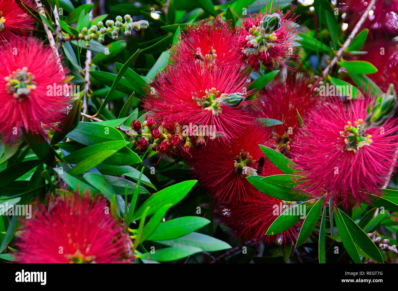Bottle brush (callistemon spp ) hi-res stock photography and images - Alamy