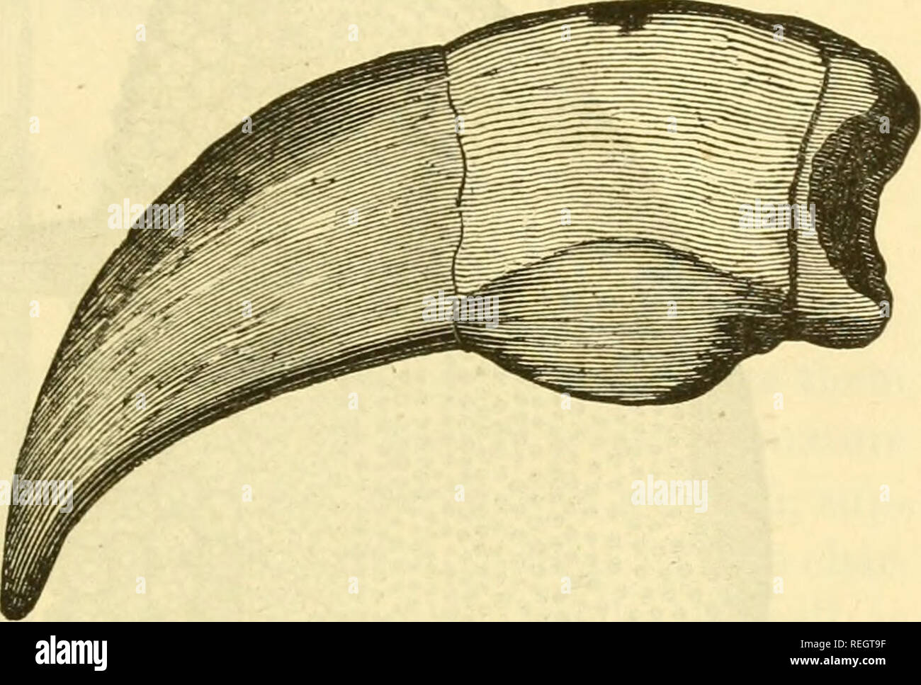 Megalonyx jeffersonii hi-res stock photography and images - Alamy