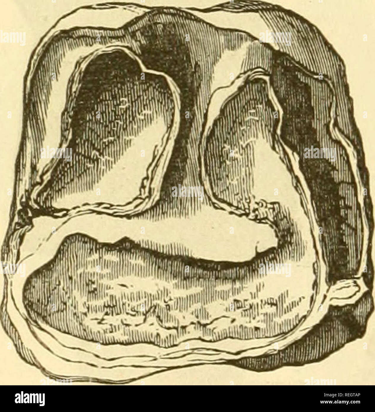 . College collection of palaeontology. 28 VERTEBRATA. Lophiodons and ...